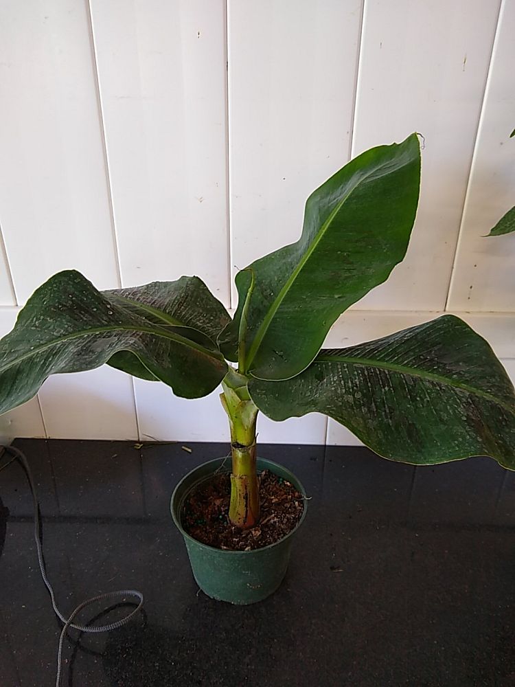Musa acuminata ‘Super Dwarf Banana’ | PlantVine