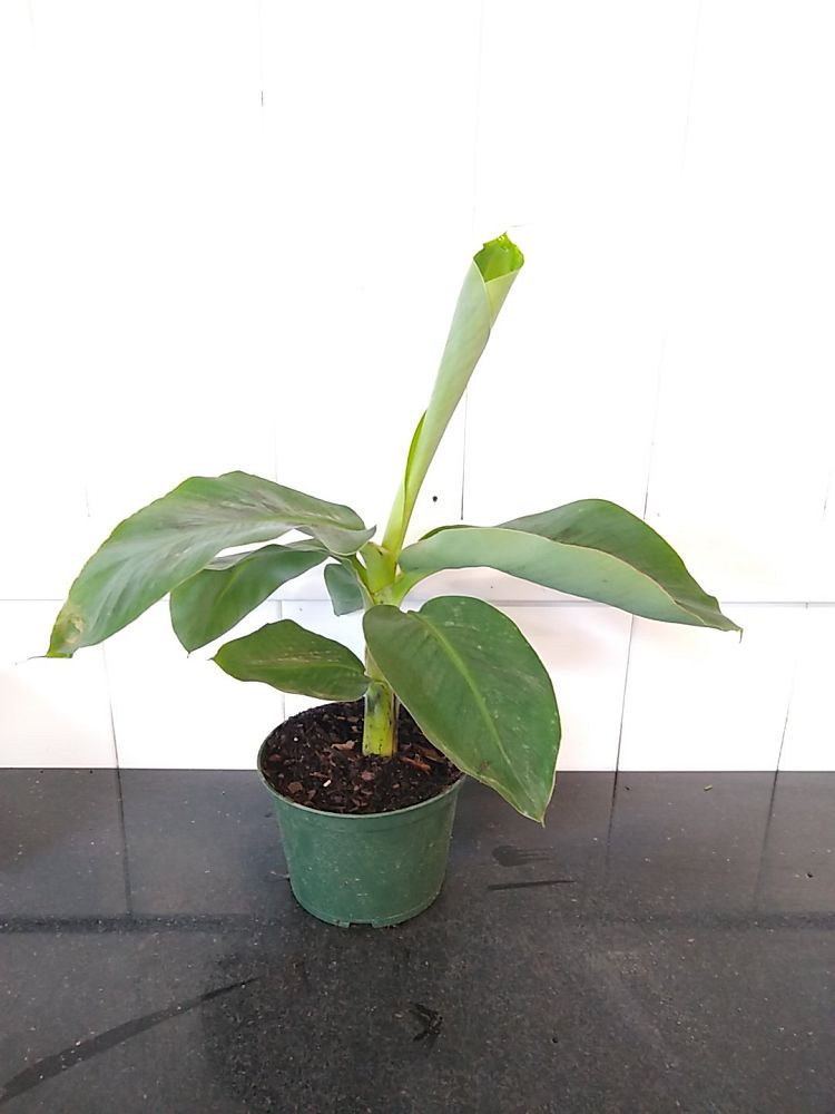 Musa acuminata ‘Super Dwarf Banana’ | PlantVine
