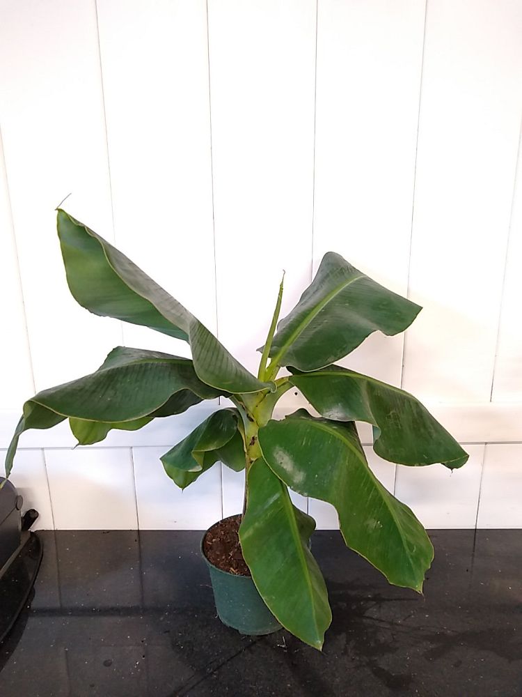 Musa acuminata ‘Super Dwarf Banana’ | PlantVine