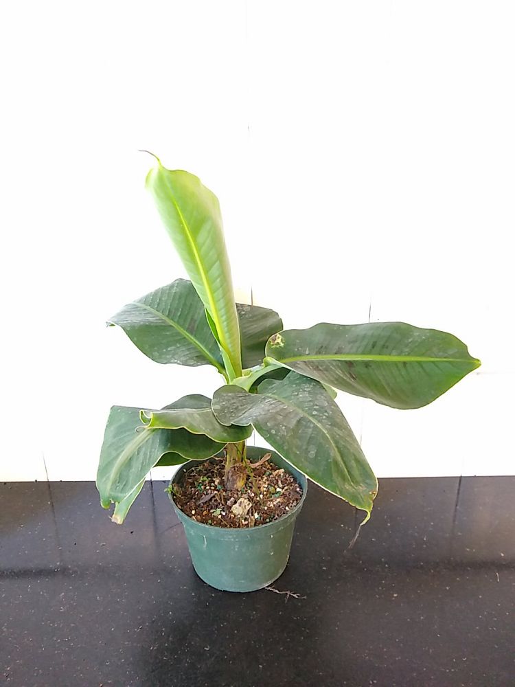 Super Dwarf Cavendish Banana | PlantVine