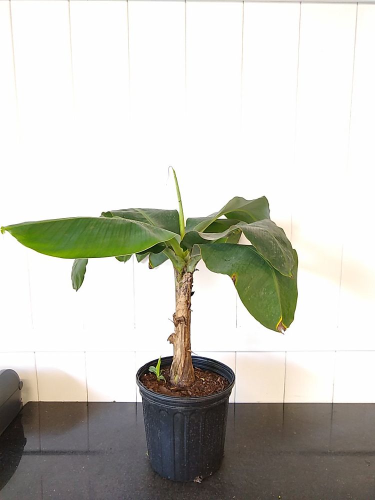 Super Dwarf Cavendish Banana | PlantVine