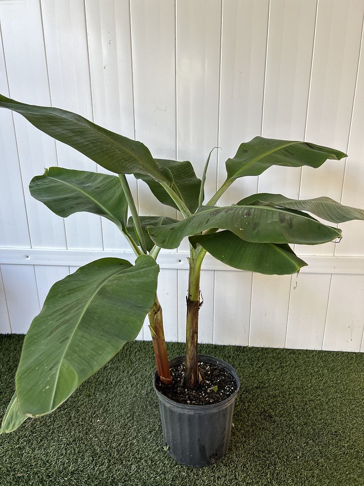 Super Dwarf Cavendish Banana | PlantVine