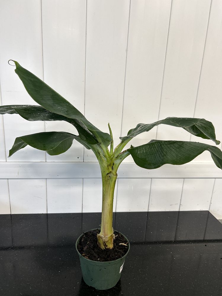 Super Dwarf Cavendish Banana | PlantVine