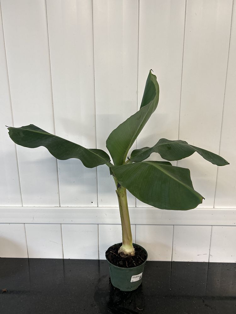Super Dwarf Cavendish Banana | PlantVine