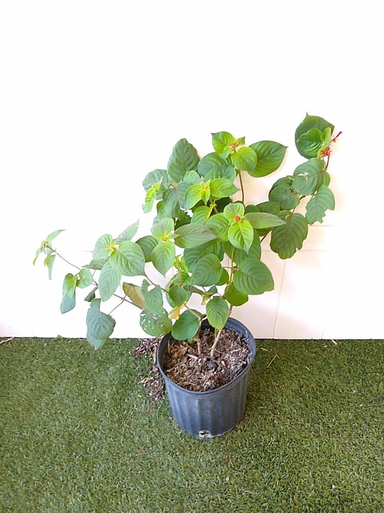 Red Mussaenda, Mussaenda erythrophylla ‘Ashanti’ | PlantVine