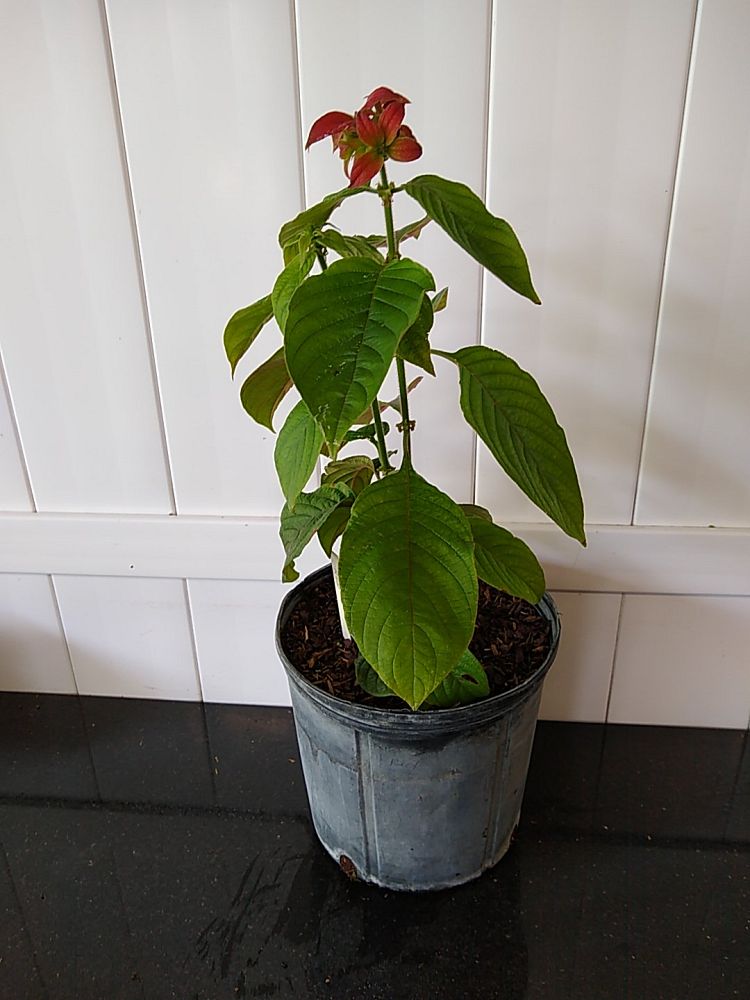 Red Mussaenda, Mussaenda erythrophylla ‘Ashanti’ | PlantVine