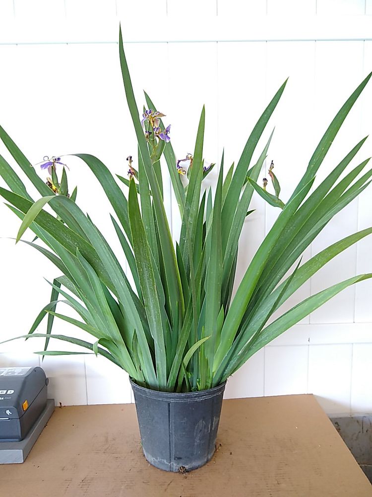 Neomarica caerulea 'Regina', Regina Iris, Giant Apostle's Iris | PlantVine