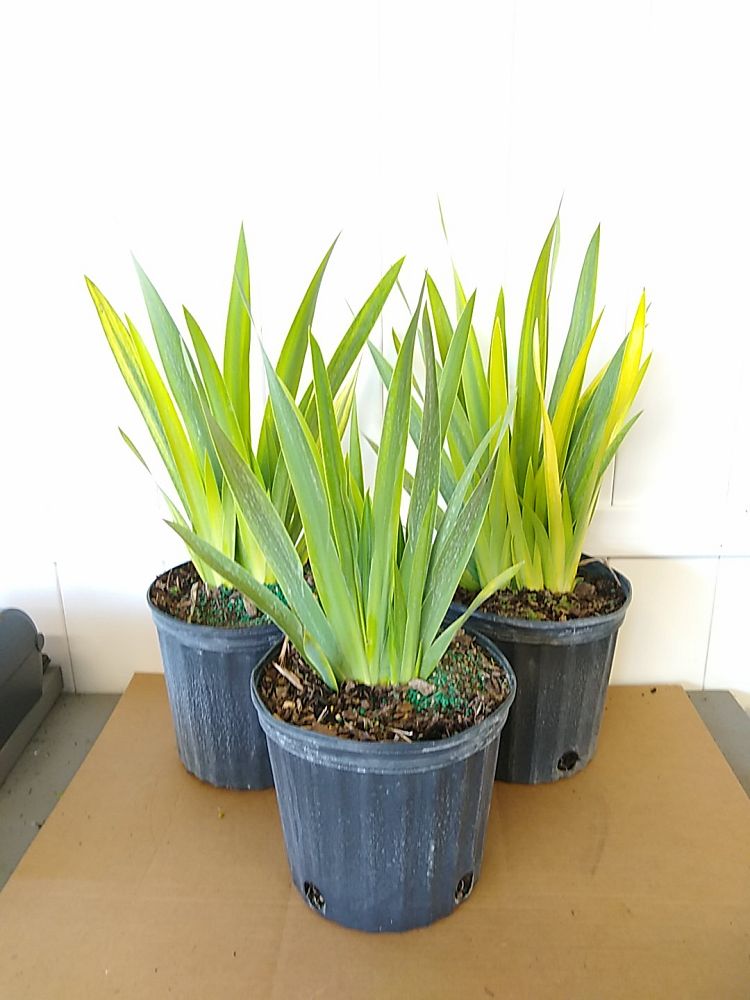 Neomarica caerulea ‘Regina’, Regina Iris, Giant Apostle’s Iris | PlantVine