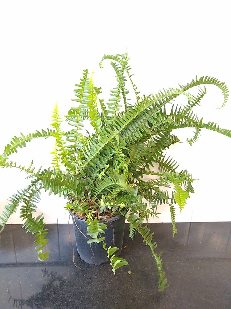 Kimberly Queen Fern | PlantVine