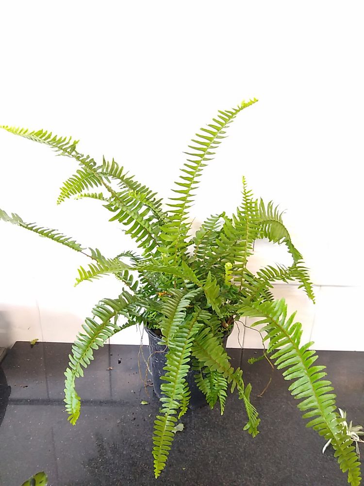Kimberly Queen Fern | PlantVine