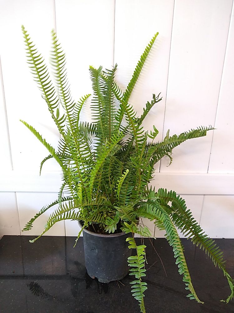 Kimberly Queen Fern | PlantVine