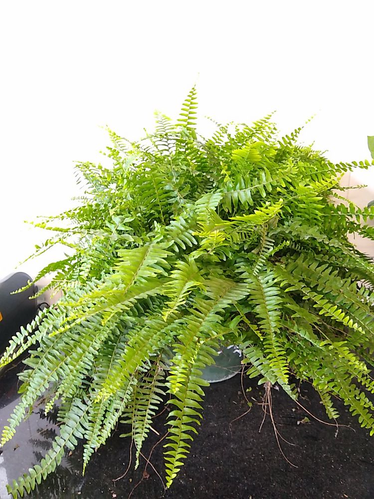 Boston Fern | PlantVine