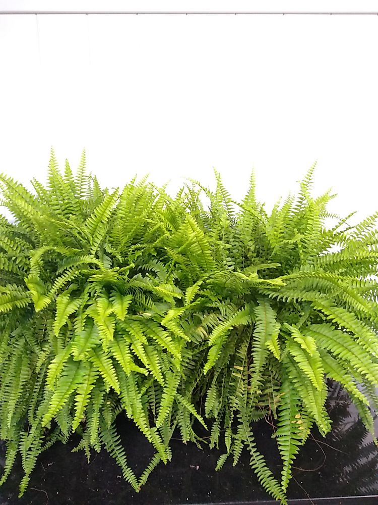 Boston Fern | PlantVine