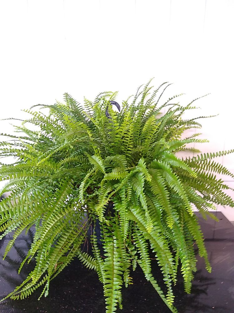 Boston Fern | PlantVine