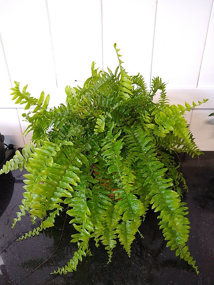 Boston Fern | PlantVine