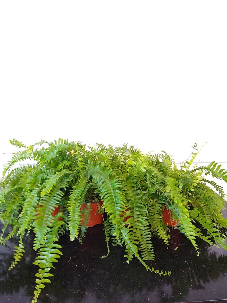 Boston Fern | PlantVine