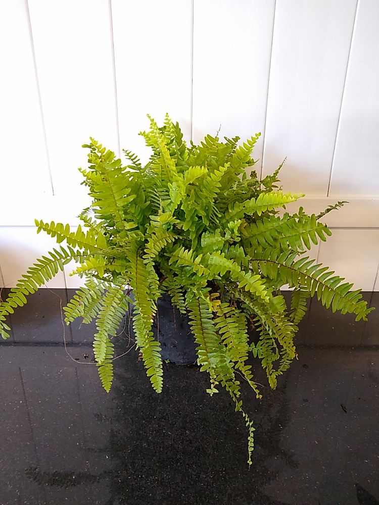Boston Fern | PlantVine