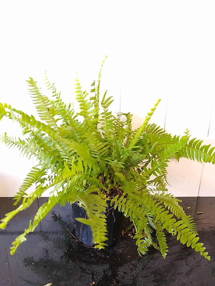Boston Fern | PlantVine