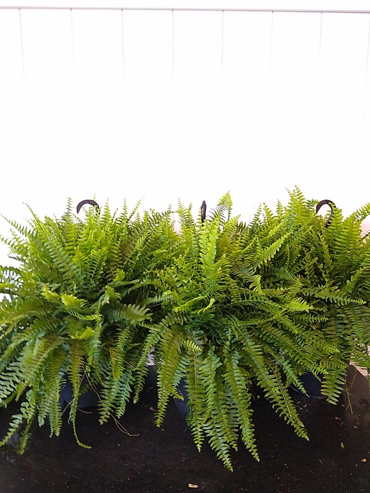 Boston Fern | PlantVine