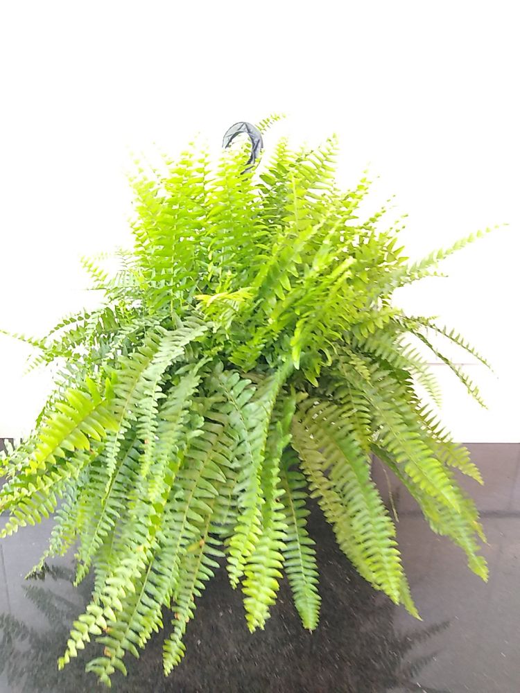 Boston Fern | PlantVine