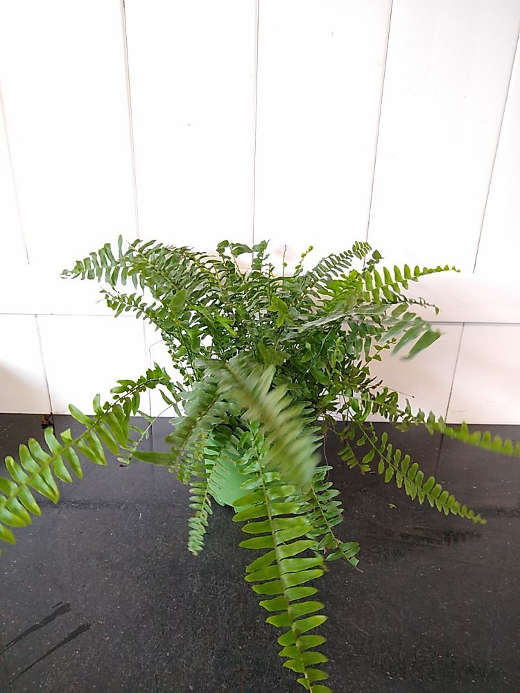 Boston Fern | PlantVine