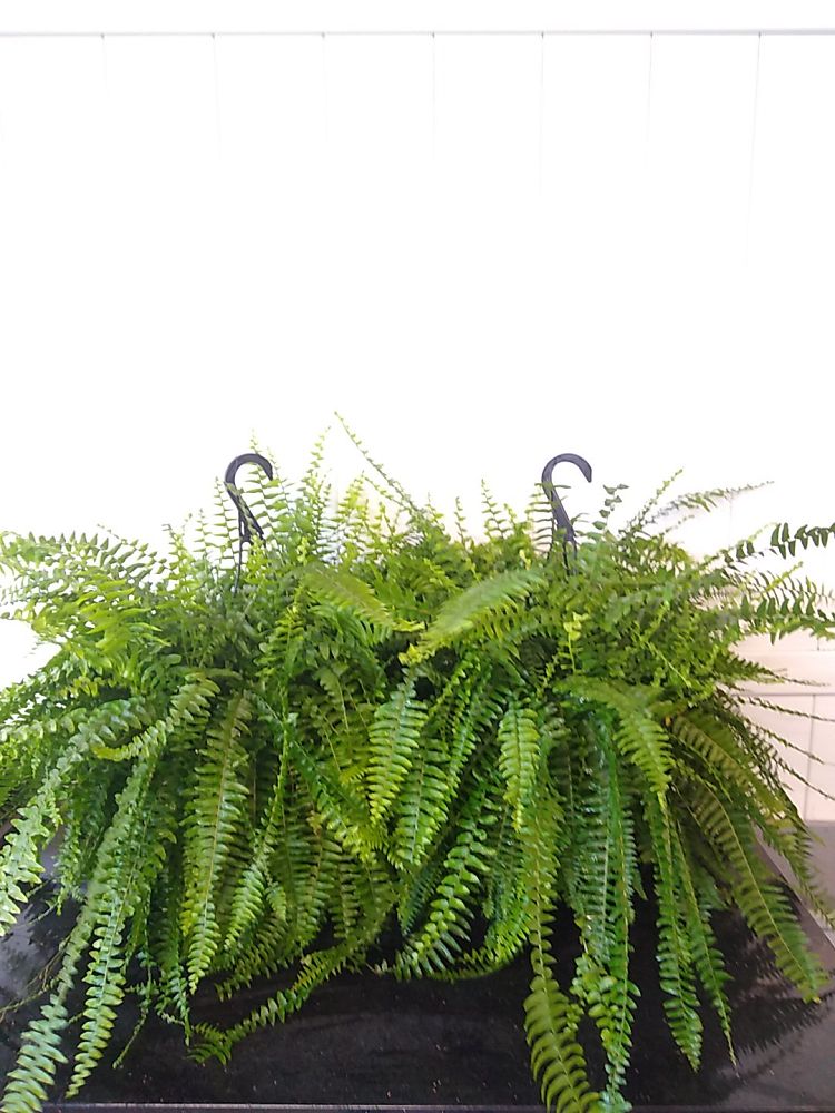 Boston Fern | PlantVine