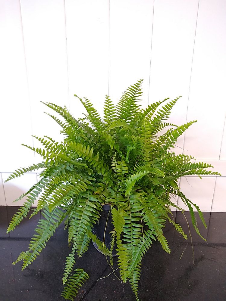 Boston Fern | PlantVine