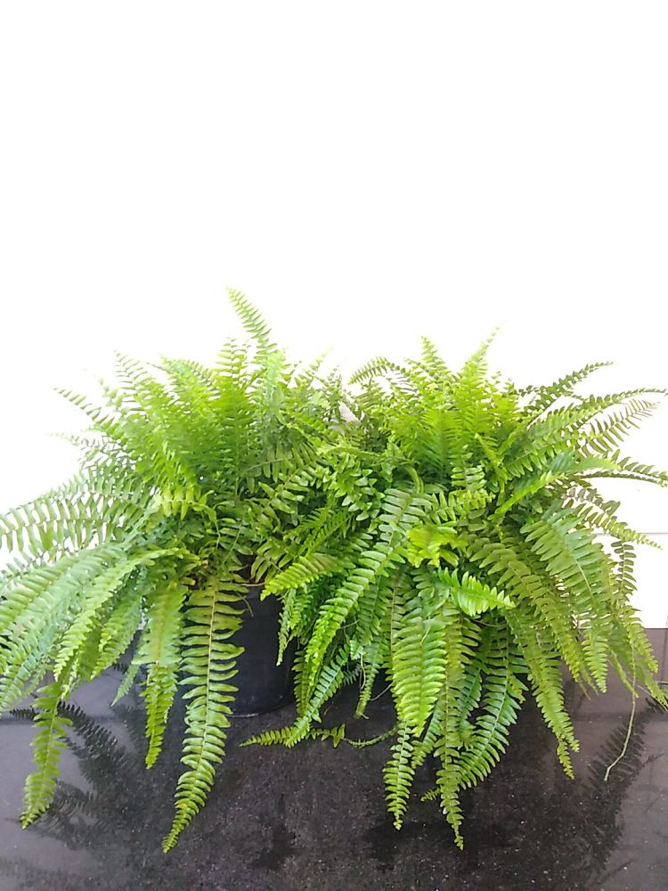 Boston Fern | PlantVine