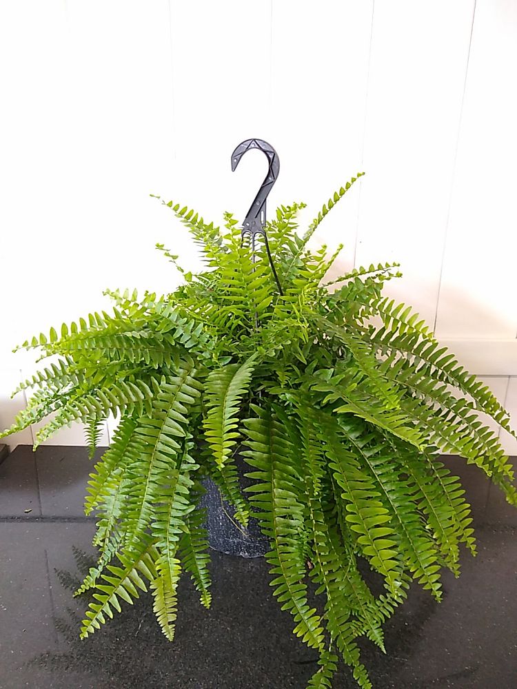 Boston Fern | PlantVine
