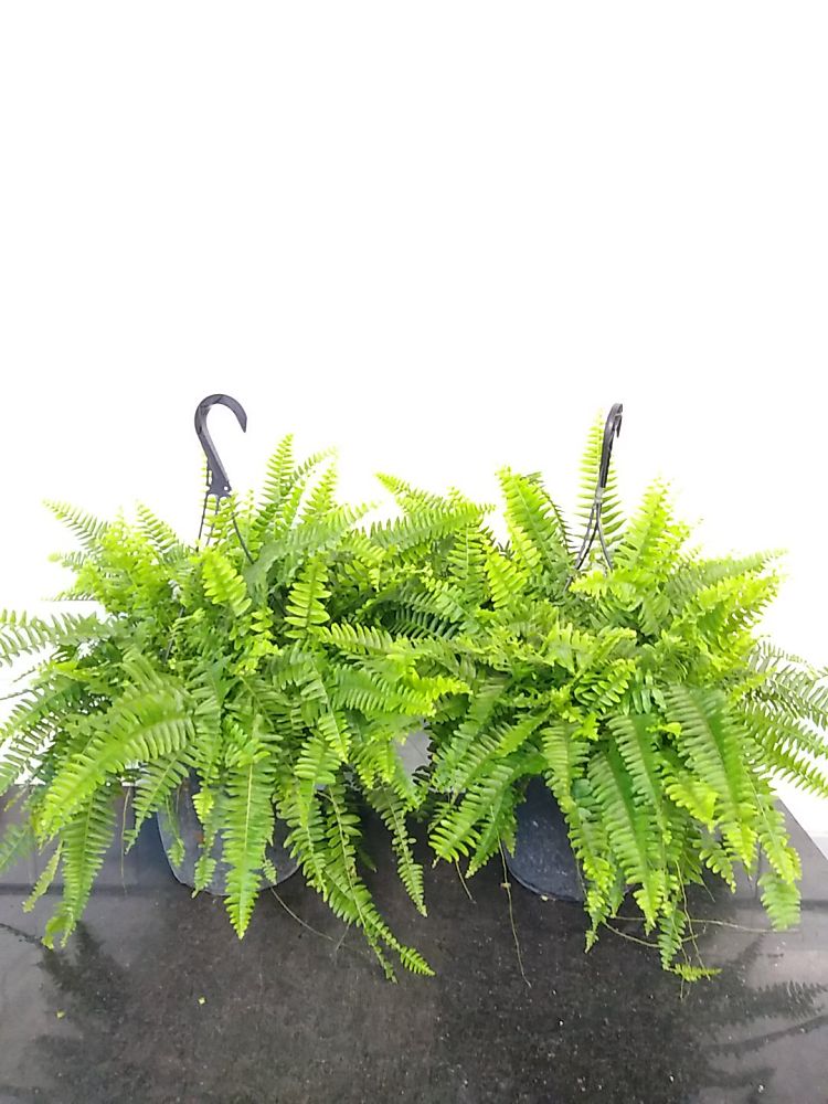 Boston Fern | PlantVine
