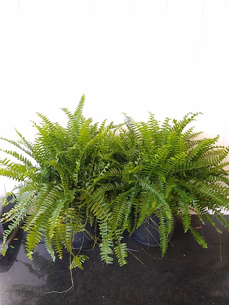 Boston Fern | PlantVine
