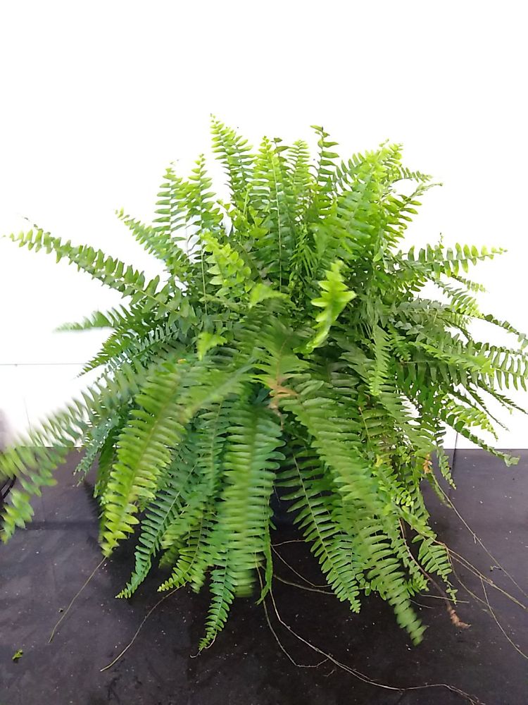 Boston Fern | PlantVine