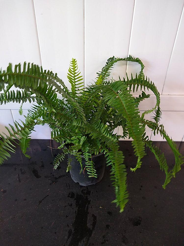 Boston Fern | PlantVine