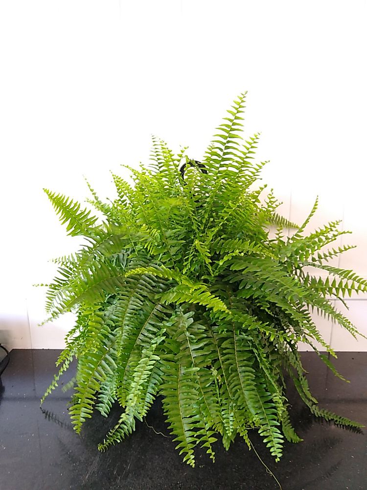 Boston Fern | PlantVine
