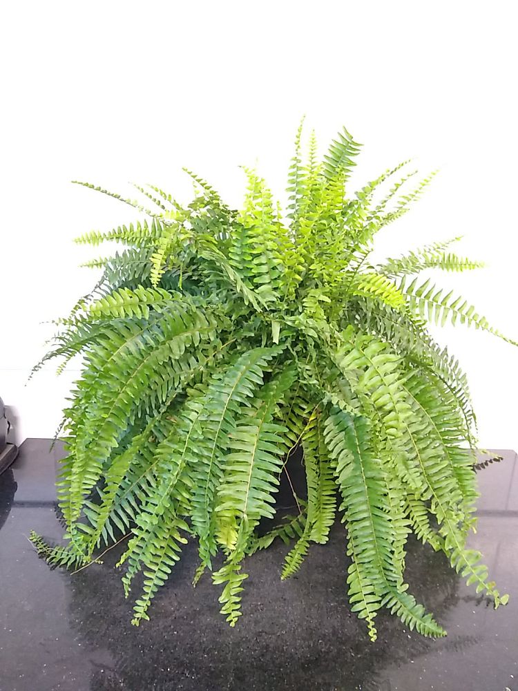 Boston Fern | PlantVine