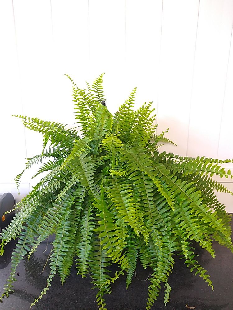 Boston Fern | PlantVine