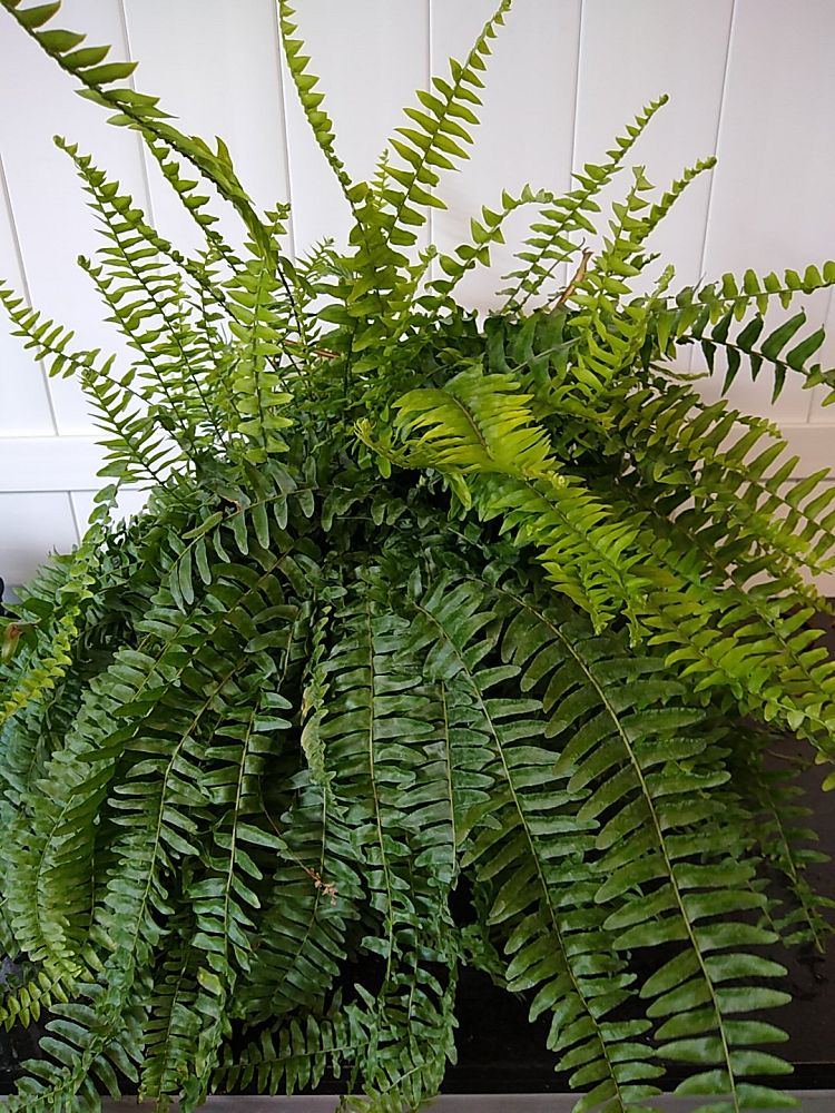 Boston Fern | PlantVine