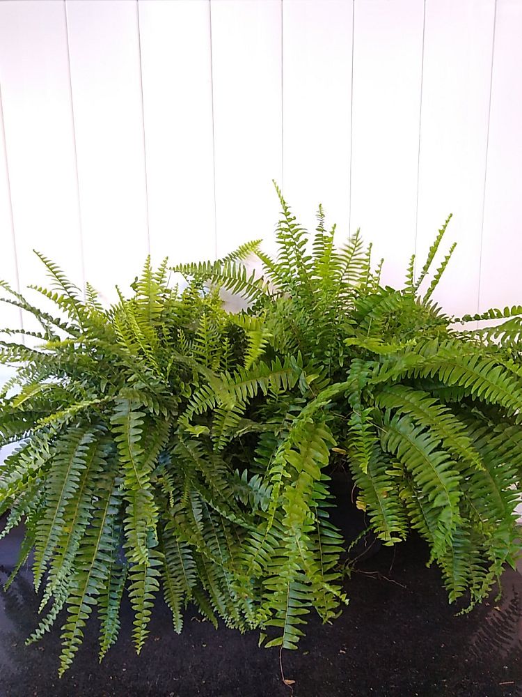 Boston Fern | PlantVine