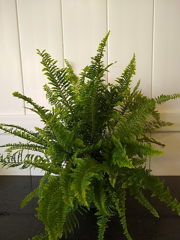 Nephrolepis exaltata ‘Fluffy Ruffles’, Fern | PlantVine