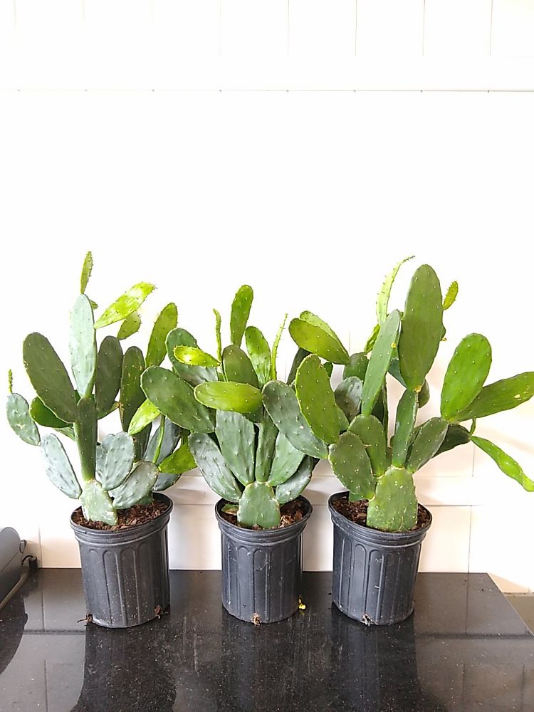 Opuntia, Prickly Pear Cactus | PlantVine