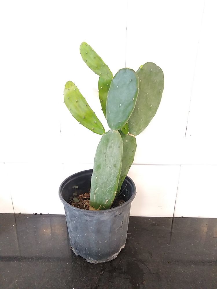 Prickly Pear Cactus | PlantVine