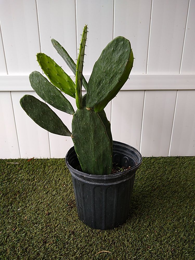 Prickly Pear Cactus | PlantVine