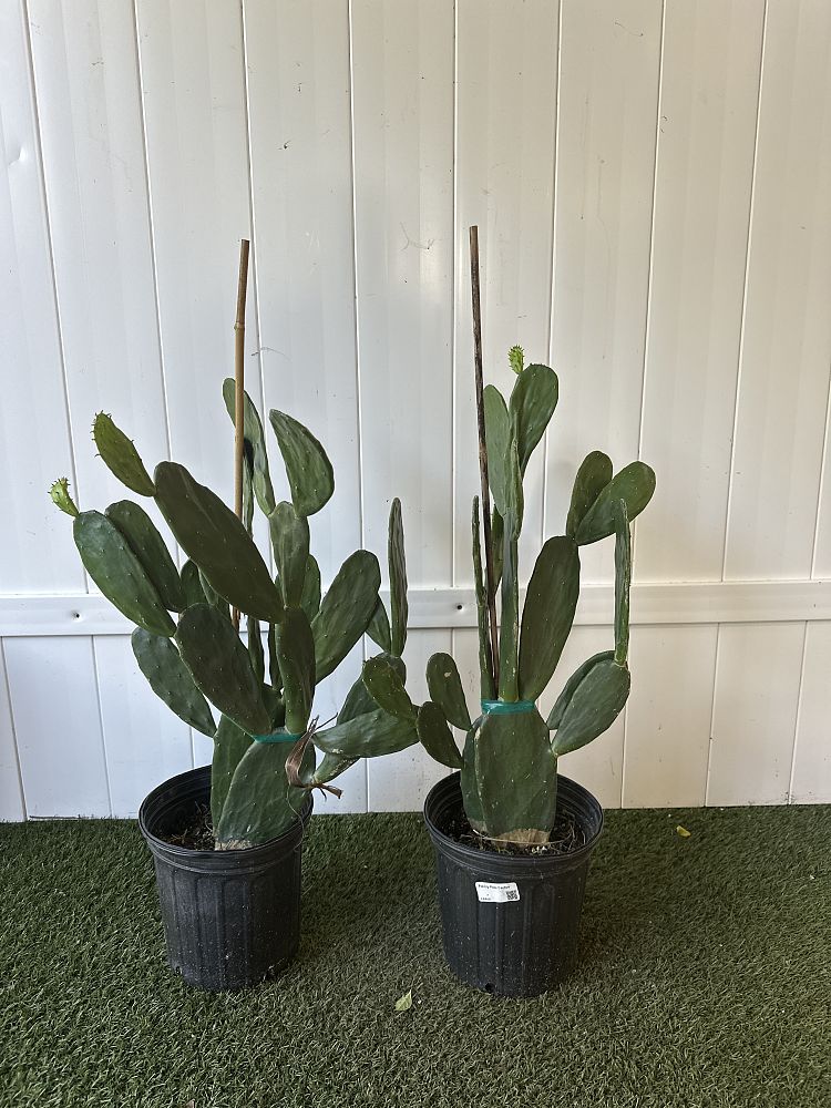 Prickly Pear Cactus | PlantVine