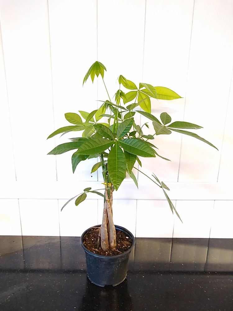 Pachira aquatica, Money Tree | PlantVine