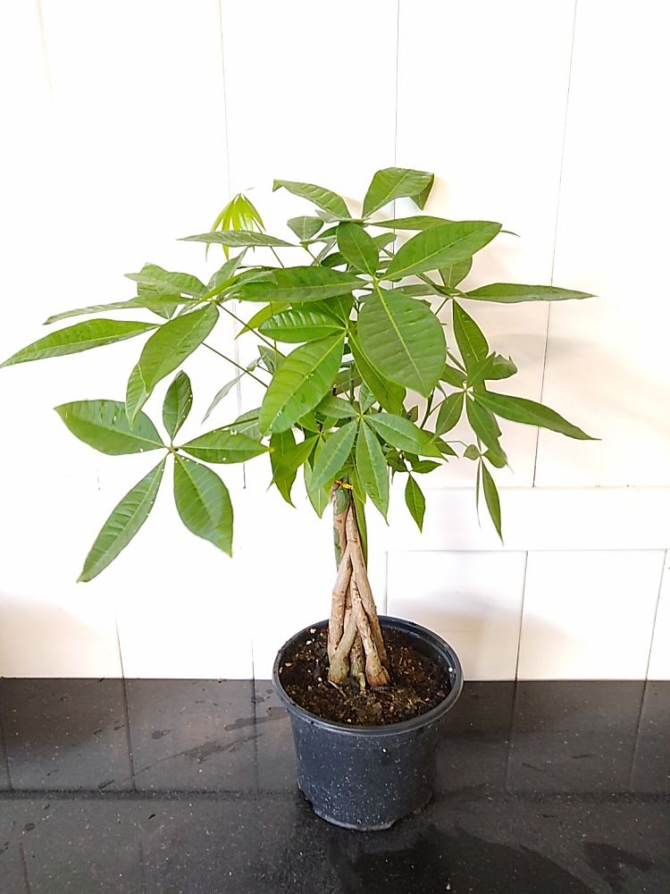 Pachira aquatica, Money Tree | PlantVine
