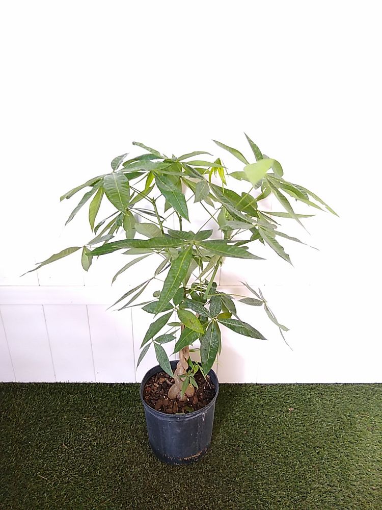 Pachira aquatica, Money Tree | PlantVine