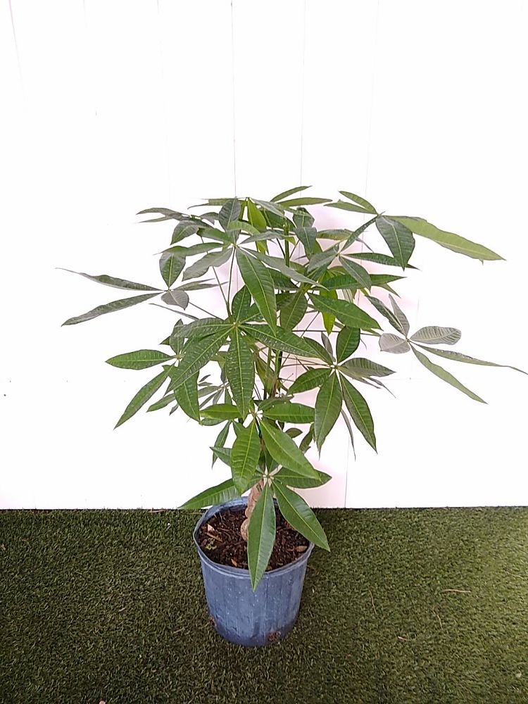 Pachira aquatica, Money Tree | PlantVine