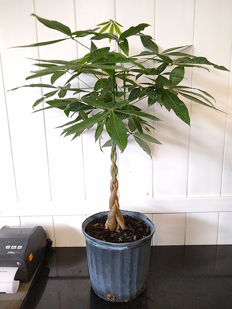 Pachira aquatica, Money Tree | PlantVine