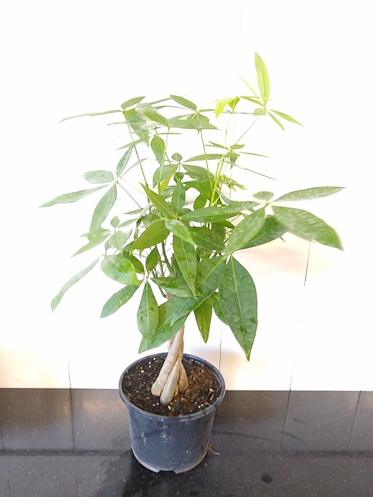 Pachira aquatica, Money Tree | PlantVine