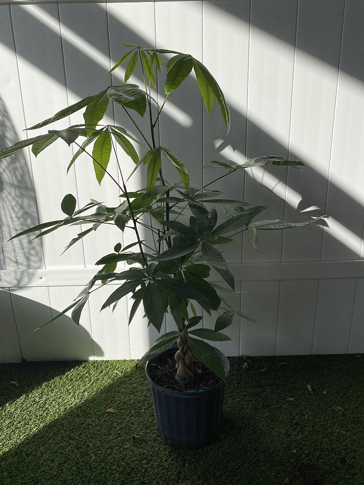 Pachira aquatica, Money Tree | PlantVine